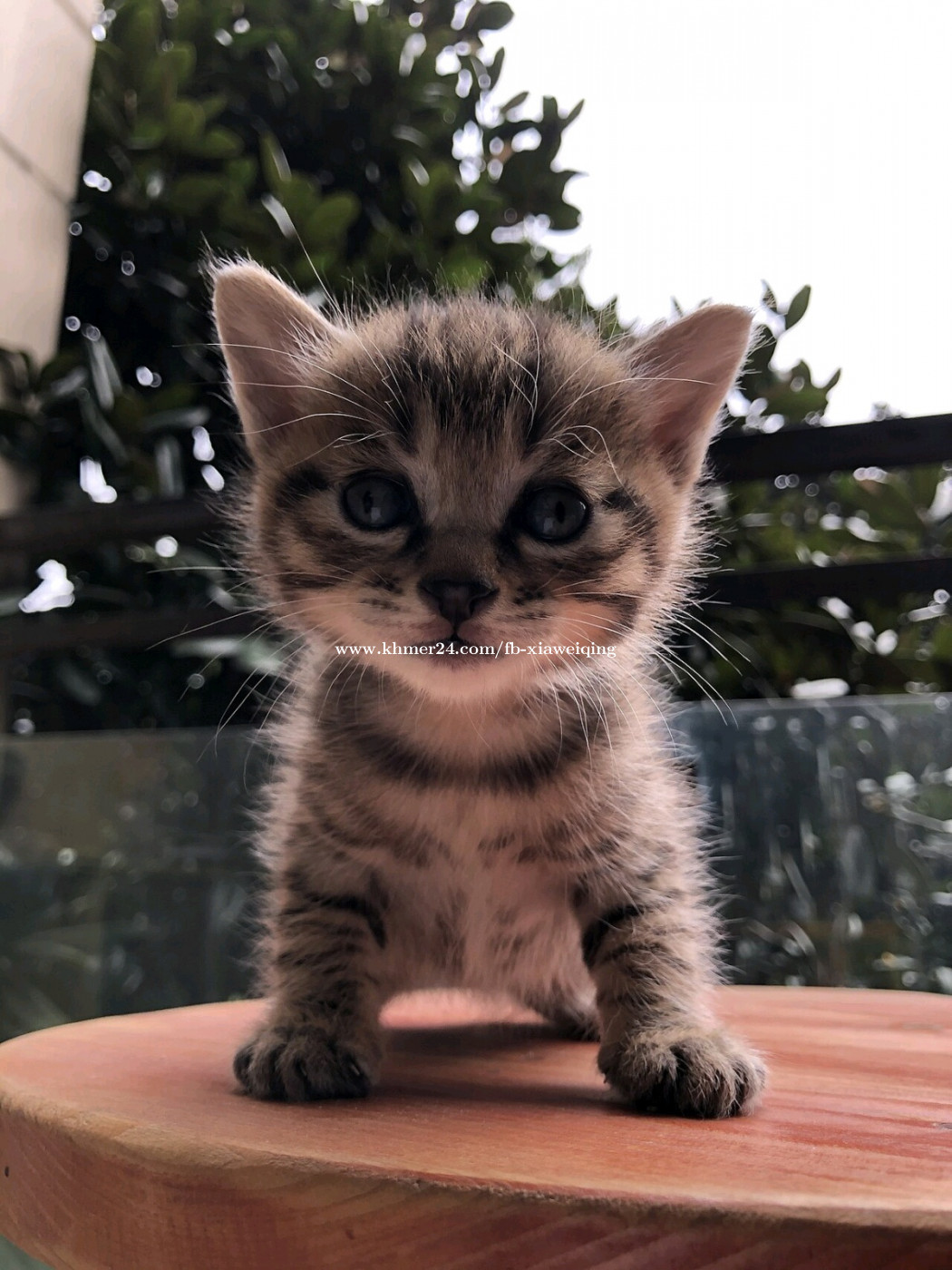 Chinese Drgon Li price $270 in Ruessei Kaev, Ruessei Kaev, Phnom Penh ...