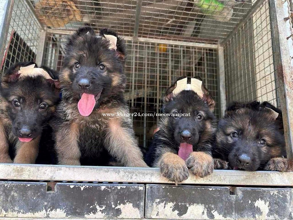 GSD price $300.00 in Phsar Daeum Thkov, Chamkar Mon, Phnom Penh, Cambodia - Sky Shop | Khmer24.com