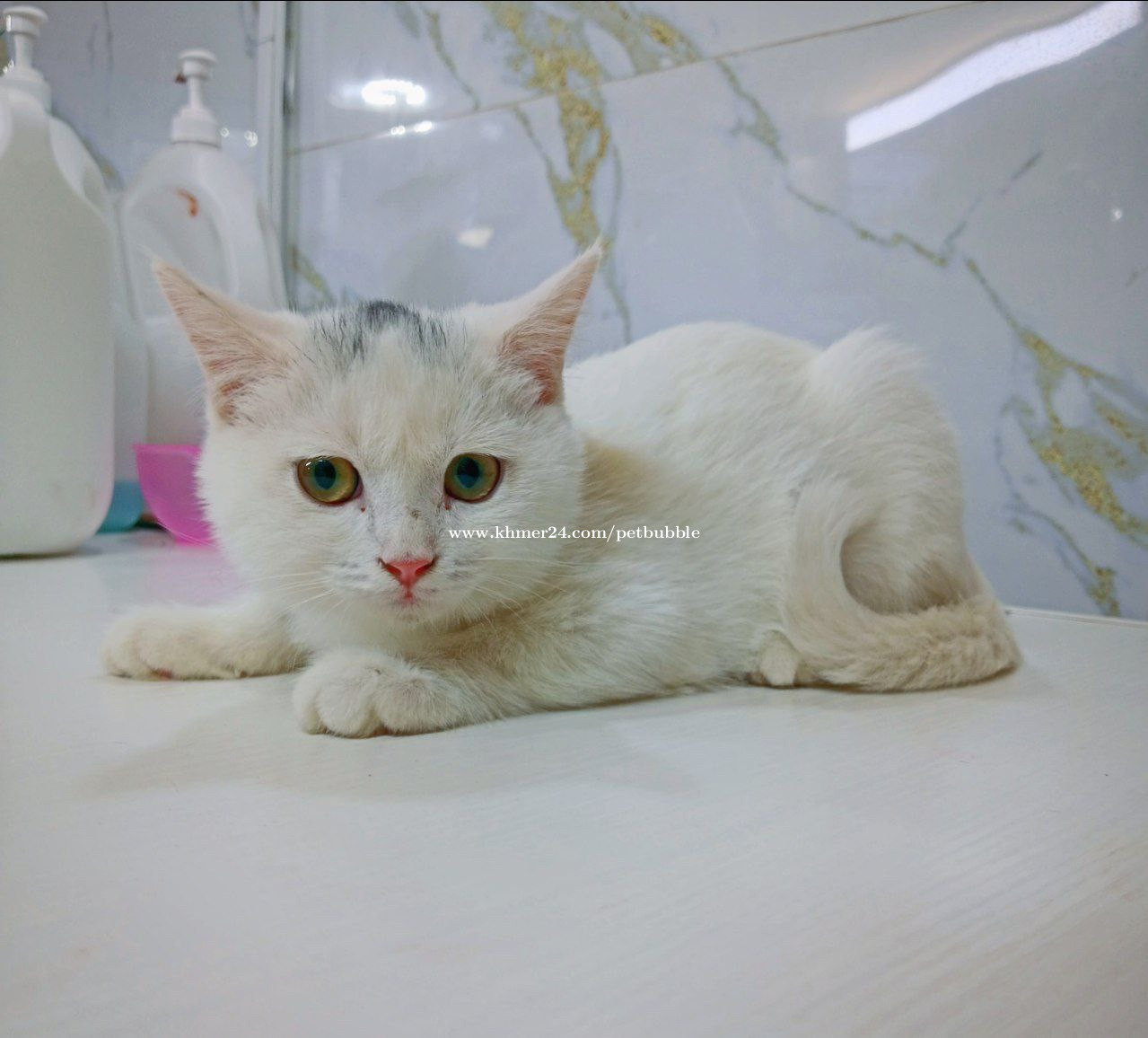 🐾Van Cat / 范猫🐾 price $320 in Ou Ruessei Buon, Prampir Meakkakra, Phnom Penh, Cambodia - PET ...