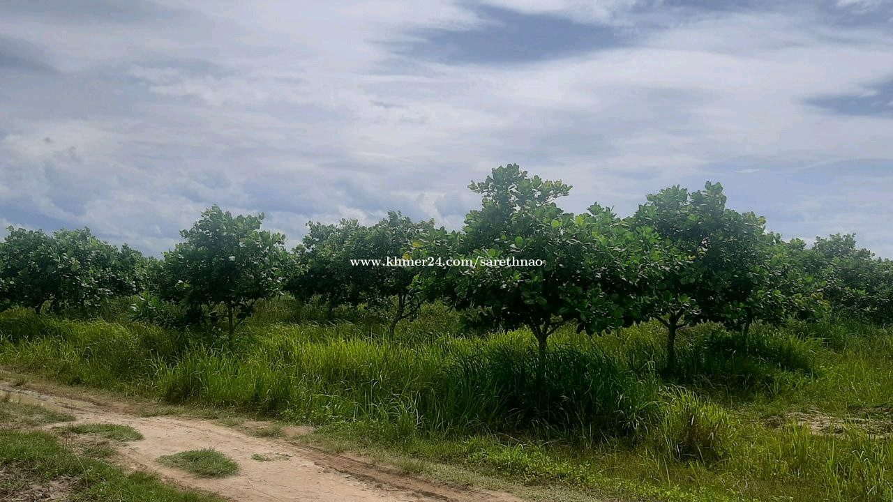 ដី និង ស្វាយចន្ទីសំរាប់លក់ រឹស ជួល price $79.00 in Krang Skear, Tuek ...