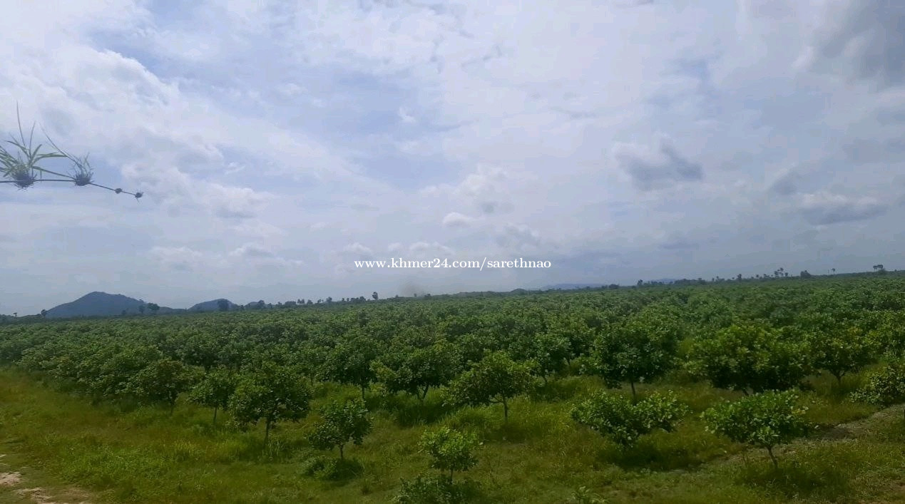 ដី និង ស្វាយចន្ទីសំរាប់លក់ រឹស ជួល price $79.00 in Krang Skear, Tuek ...
