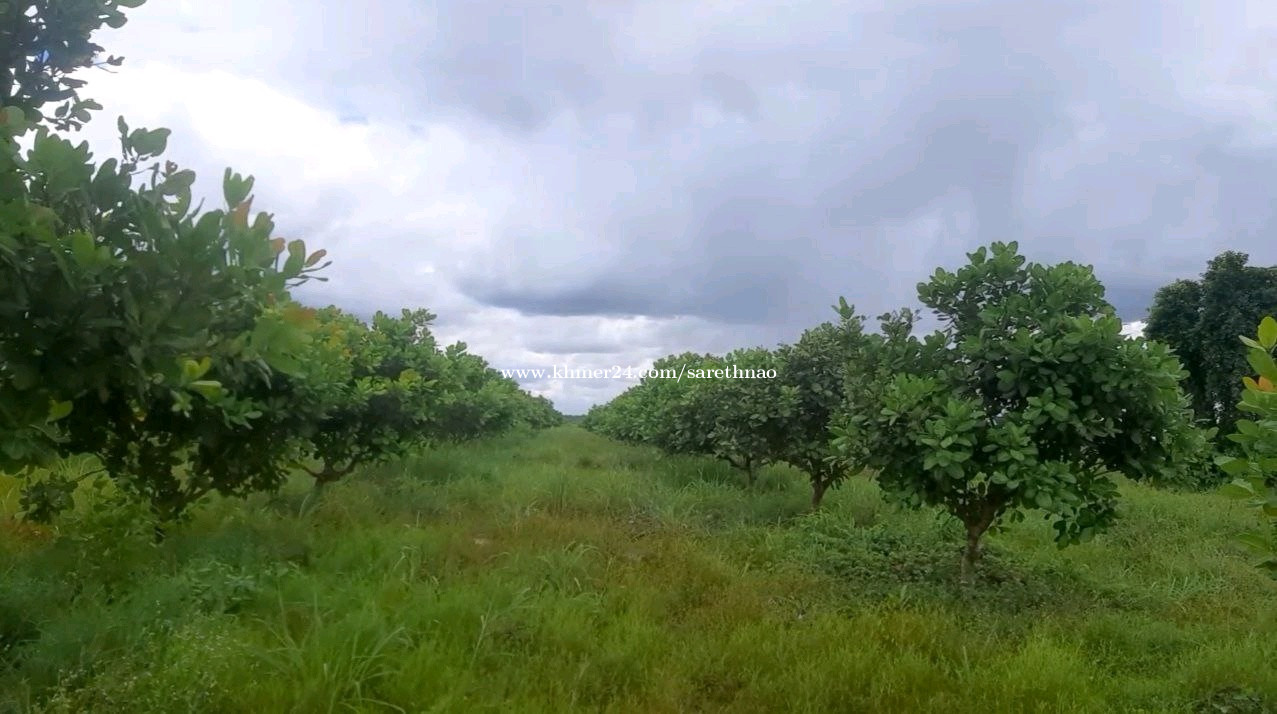 ដី និង ស្វាយចន្ទីសំរាប់លក់ រឹស ជួល price $79.00 in Krang Skear, Tuek ...