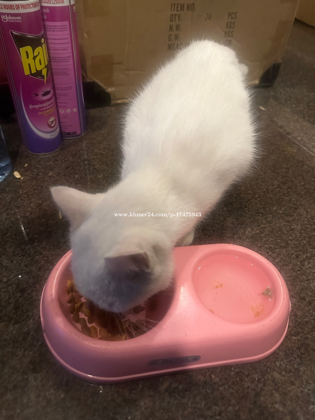 Long Hair Persian Cat $70 price $60 in Tuol Tumpung Muoy, Chamkar Mon ...