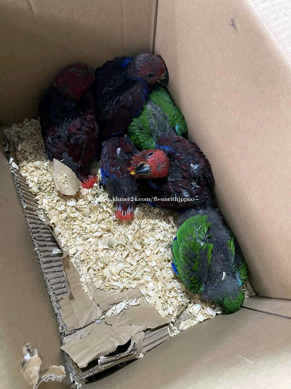 Sale ECLECTUS price $449.00 in Samraong Thum, Kien Svay, Kandal, Cambodia - Bong Narith 邦纳里斯 ...