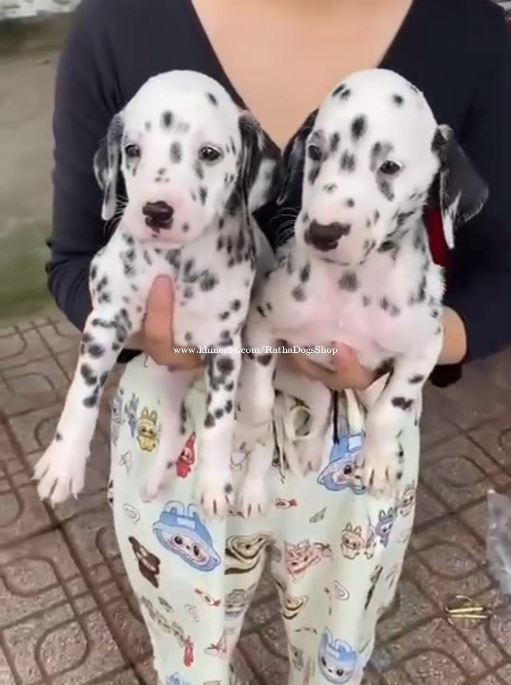 ឆ្កែ101 Dalmatians ញី price $280 in Samraong Kraom, Por Senchey, Phnom Penh, Cambodia - Ratha ...