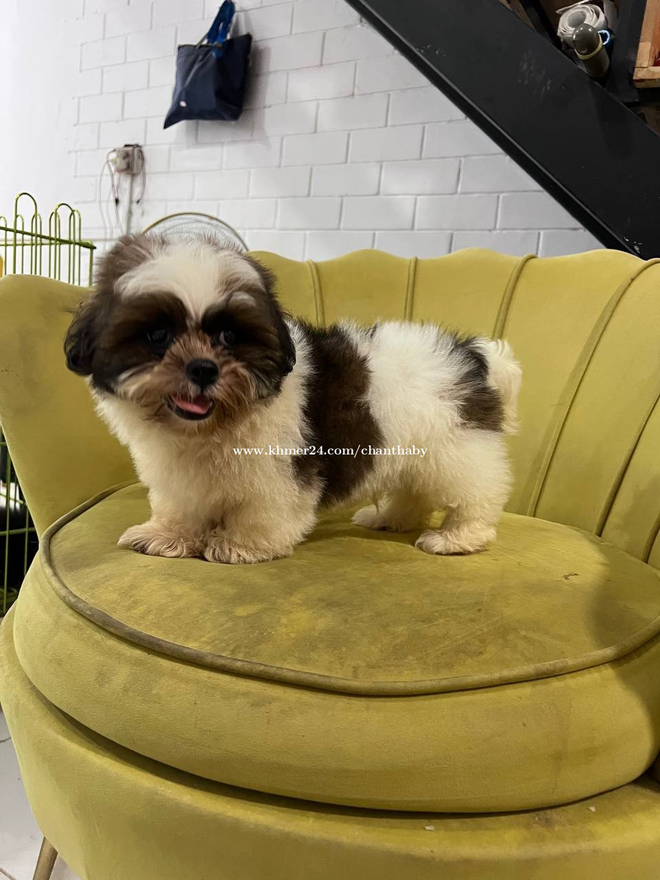 Shih Tzu price $250.00 in Roka Khpos, S'ang, Kandal, Cambodia - By ...