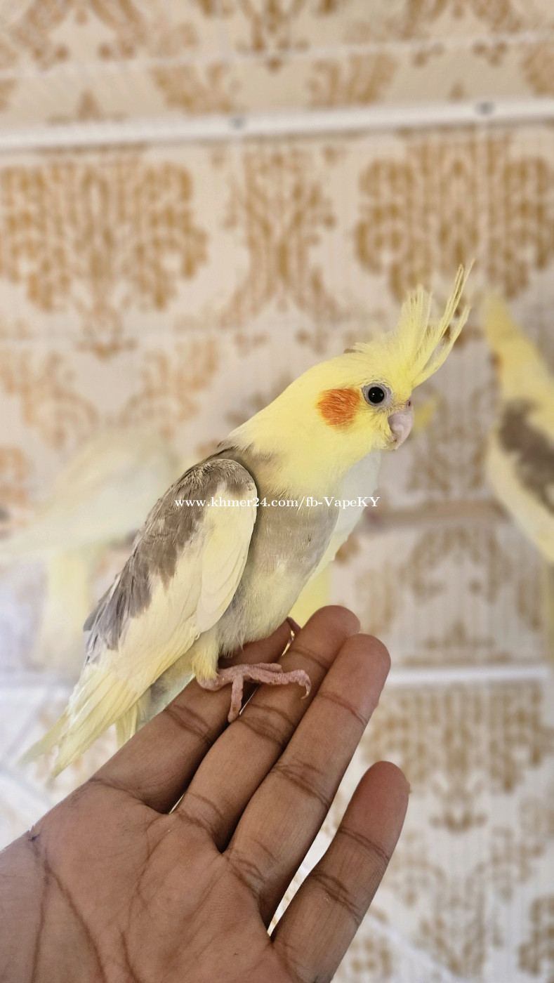 Cockatiel price $60.00 in Kampong Tralach, Kampong Tralach, Kampong ...