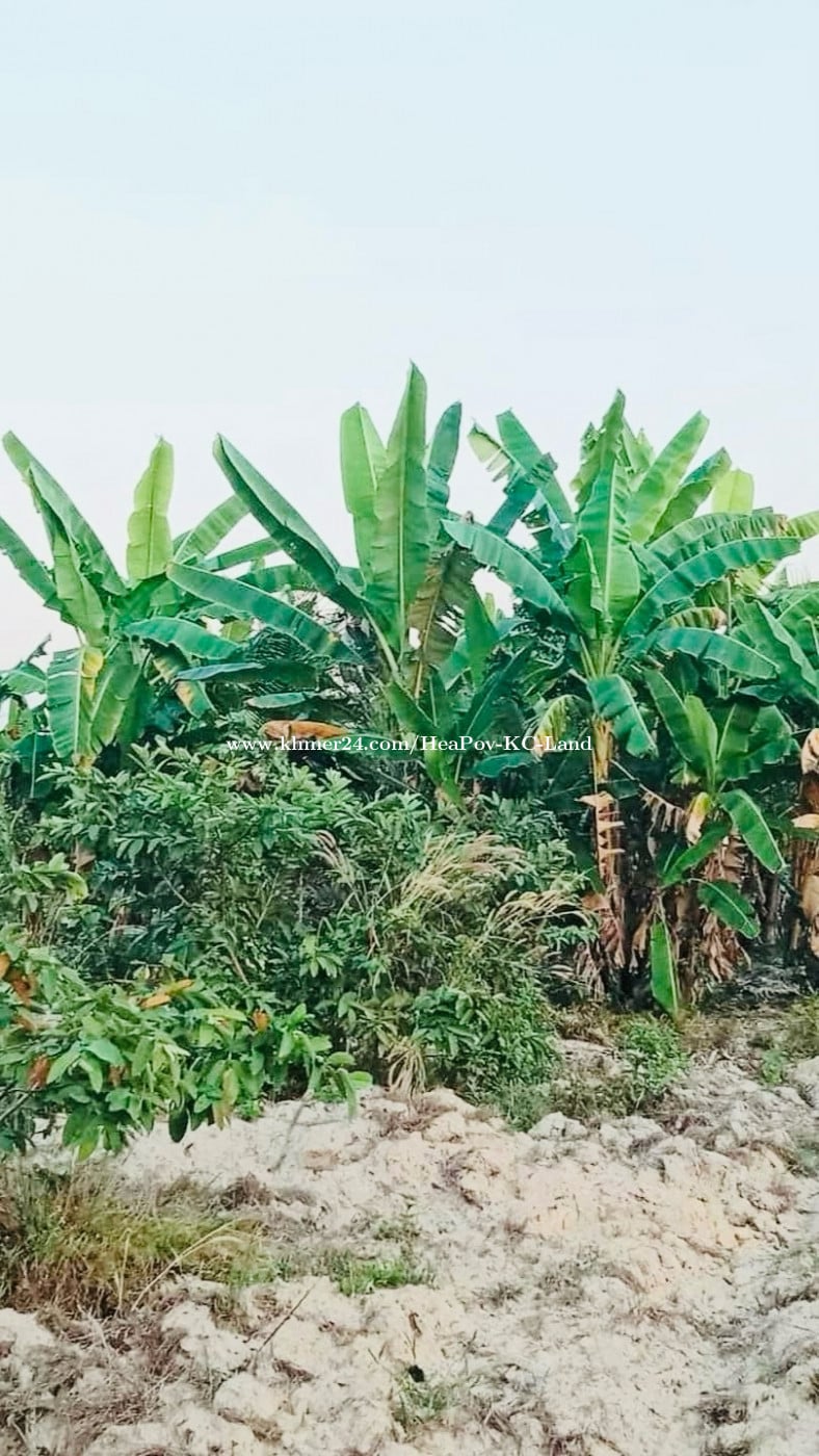 ដីចំការលក់ជាប់ផ្លូវនិងស្ទឹង50ម price $14500.00 in Krang Skear, Tuek Phos, Kampong Chhnang ...