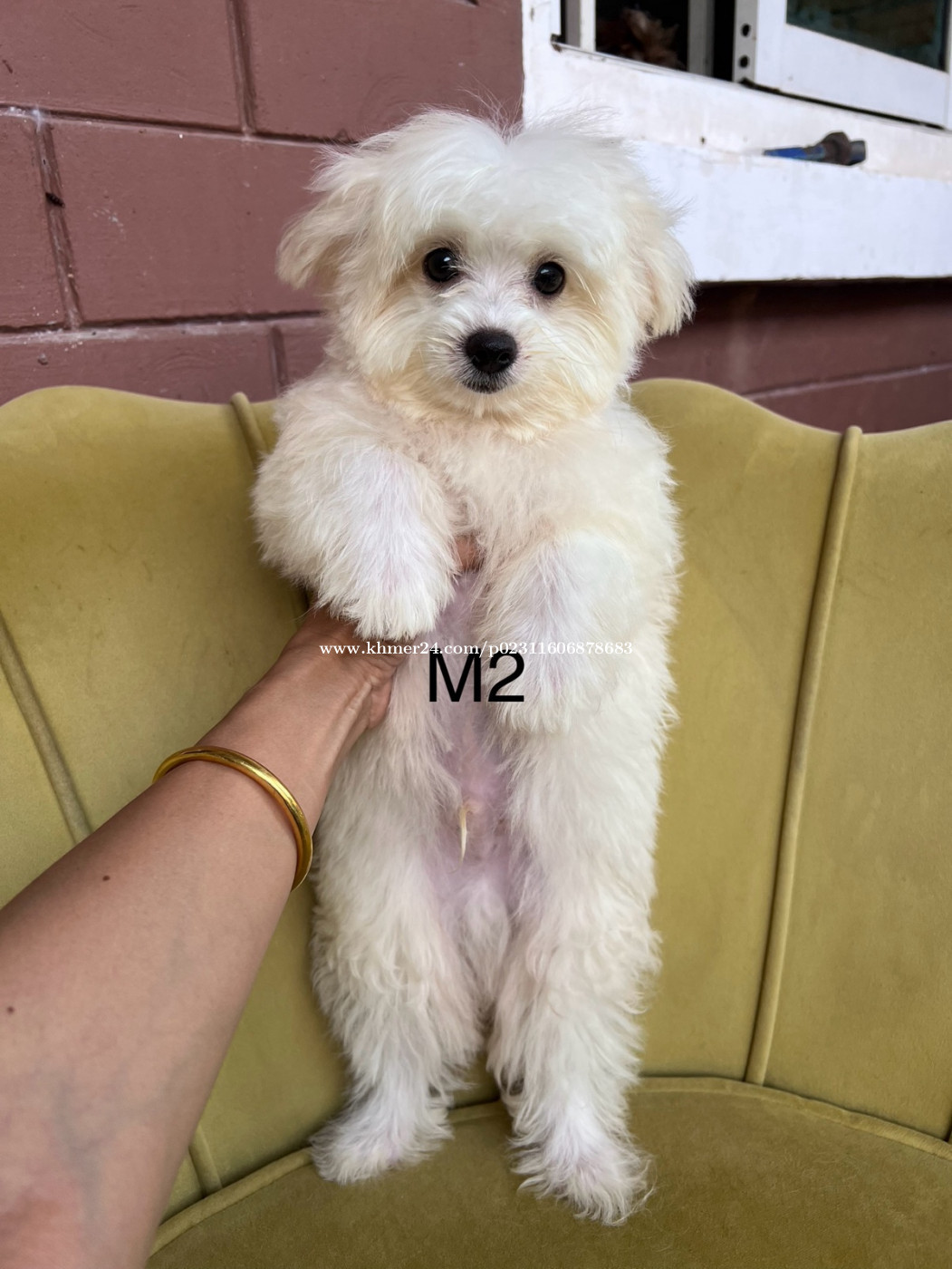 Pom mix Poodle M2 price $200.00 in Ta Khmau, Krong Ta Khmau, Kandal ...