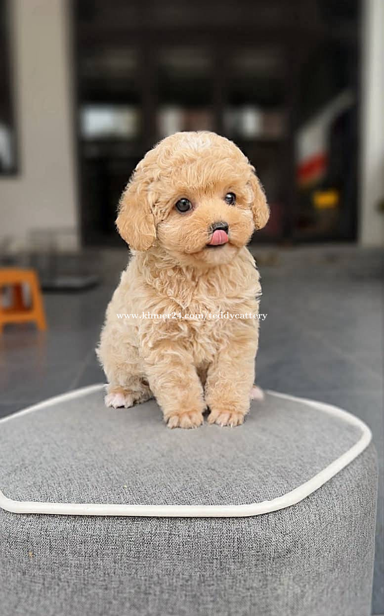 Poodle tiny price $350.00 in Boeng Tumpun 1, Mean Chey, Phnom Penh ...