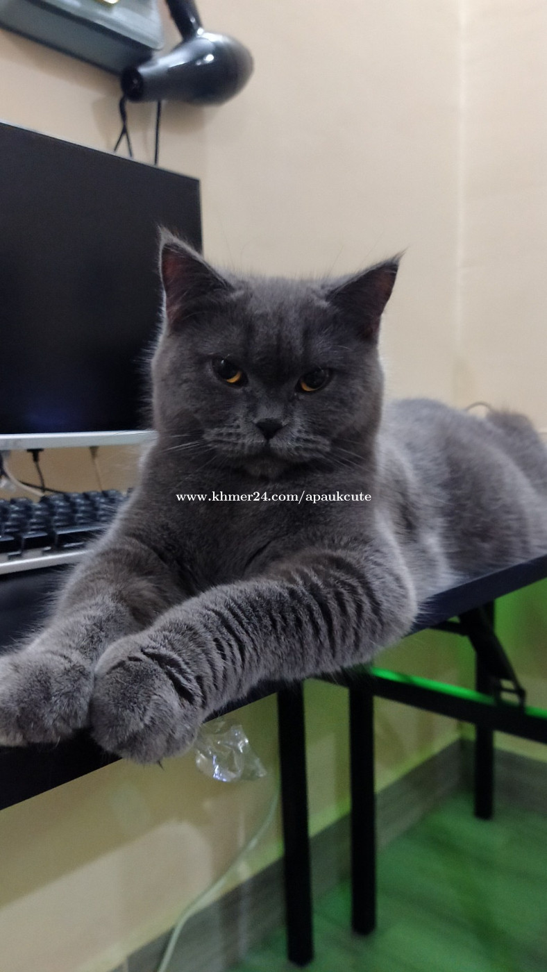cat BSH age 1years 9month price $150.00 in Sangkat Muoy, Krong Preah ...