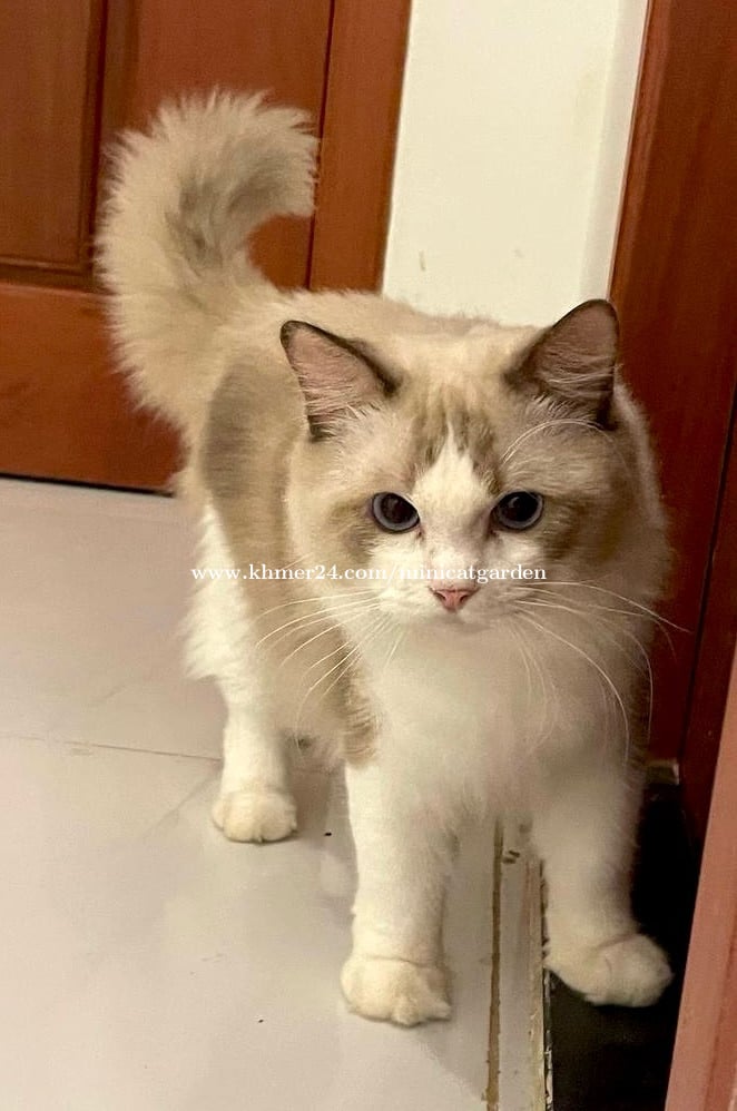 Ragdoll 布偶 price $450.00 in Chrouy Changva, Chrouy Changva, Phnom Penh ...