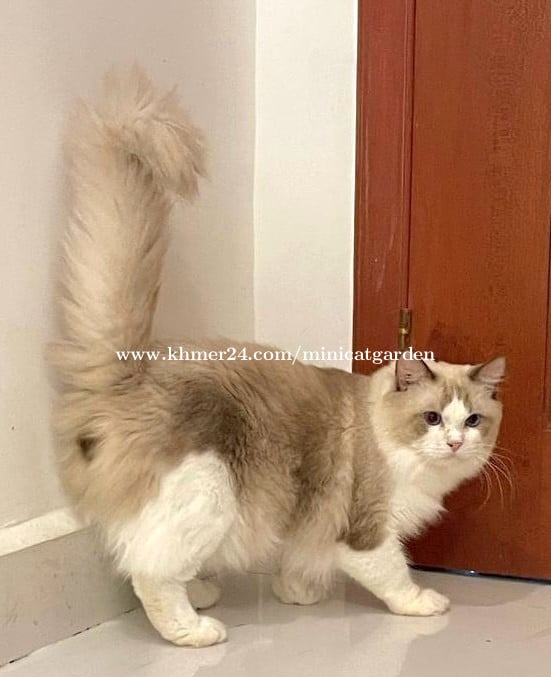 Ragdoll 布偶 price $450.00 in Chrouy Changva, Chrouy Changva, Phnom Penh ...
