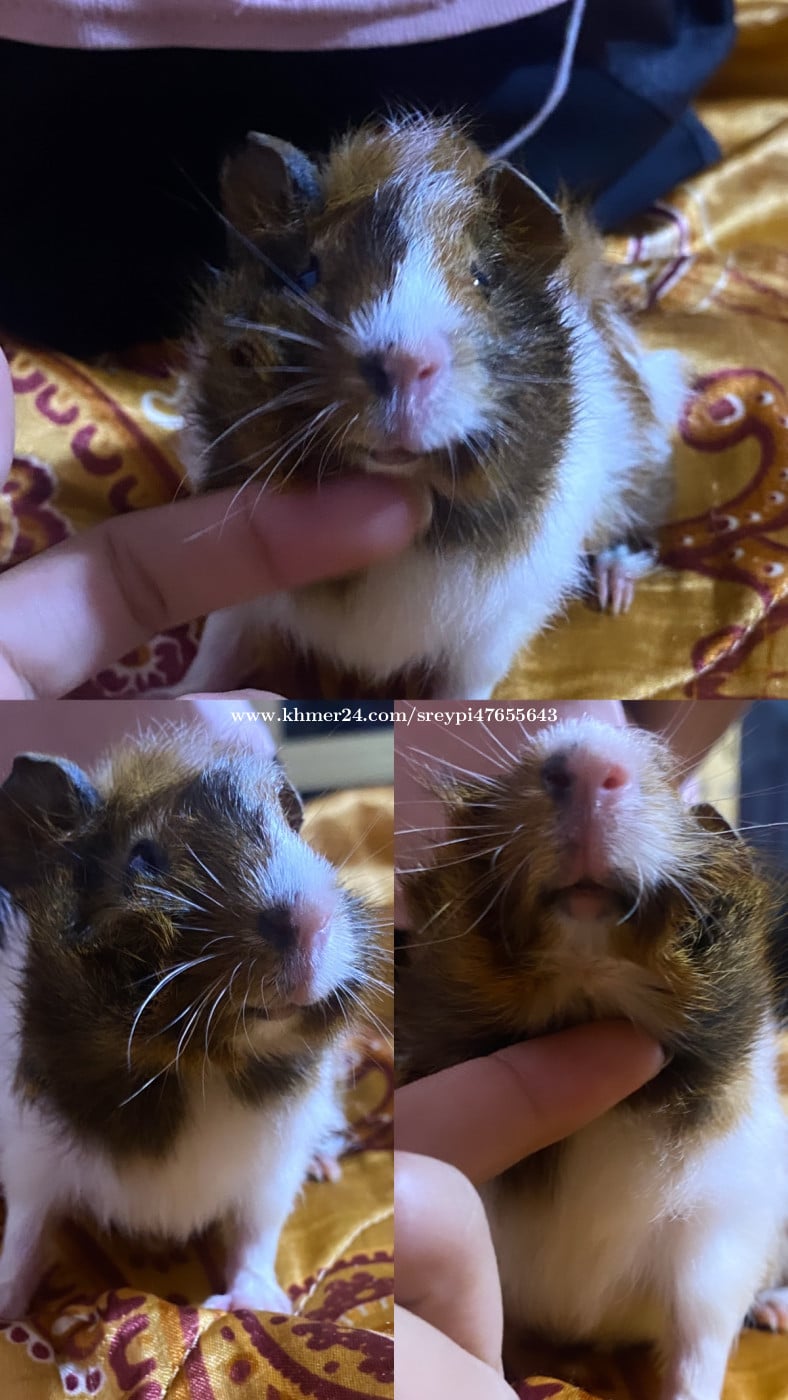 Guinea pigg 🐹 price $4.8 in Kampong Tralach, Kampong Tralach, Kampong ...