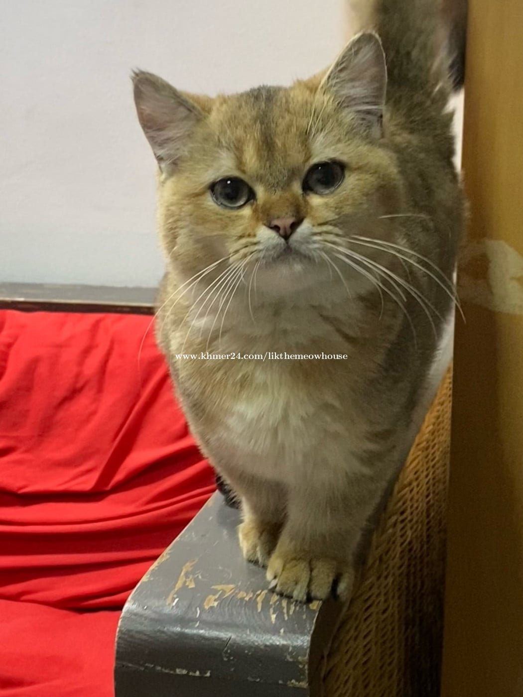 Munchkin Male price $1200.00 in Phsar Kandal Muoy, Doun Penh, Phnom ...