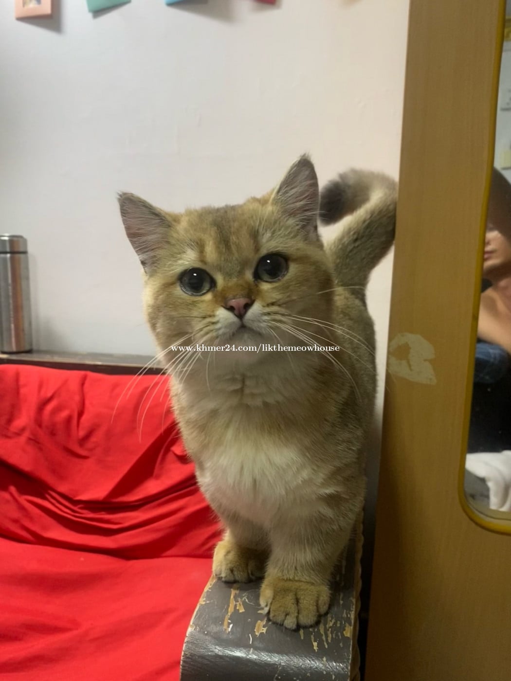 Munchkin Male price $1200.00 in Phsar Kandal Muoy, Doun Penh, Phnom ...