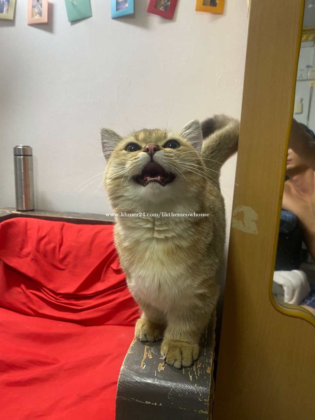 Munchkin Male price $1200.00 in Phsar Kandal Muoy, Doun Penh, Phnom ...