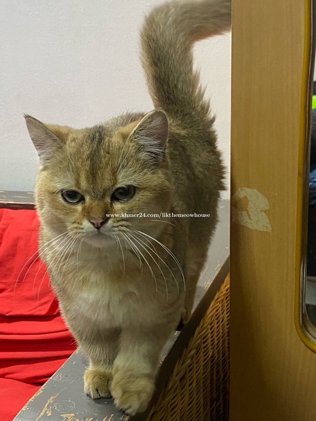 Munchkin Male price $1200.00 in Phsar Kandal Muoy, Doun Penh, Phnom ...