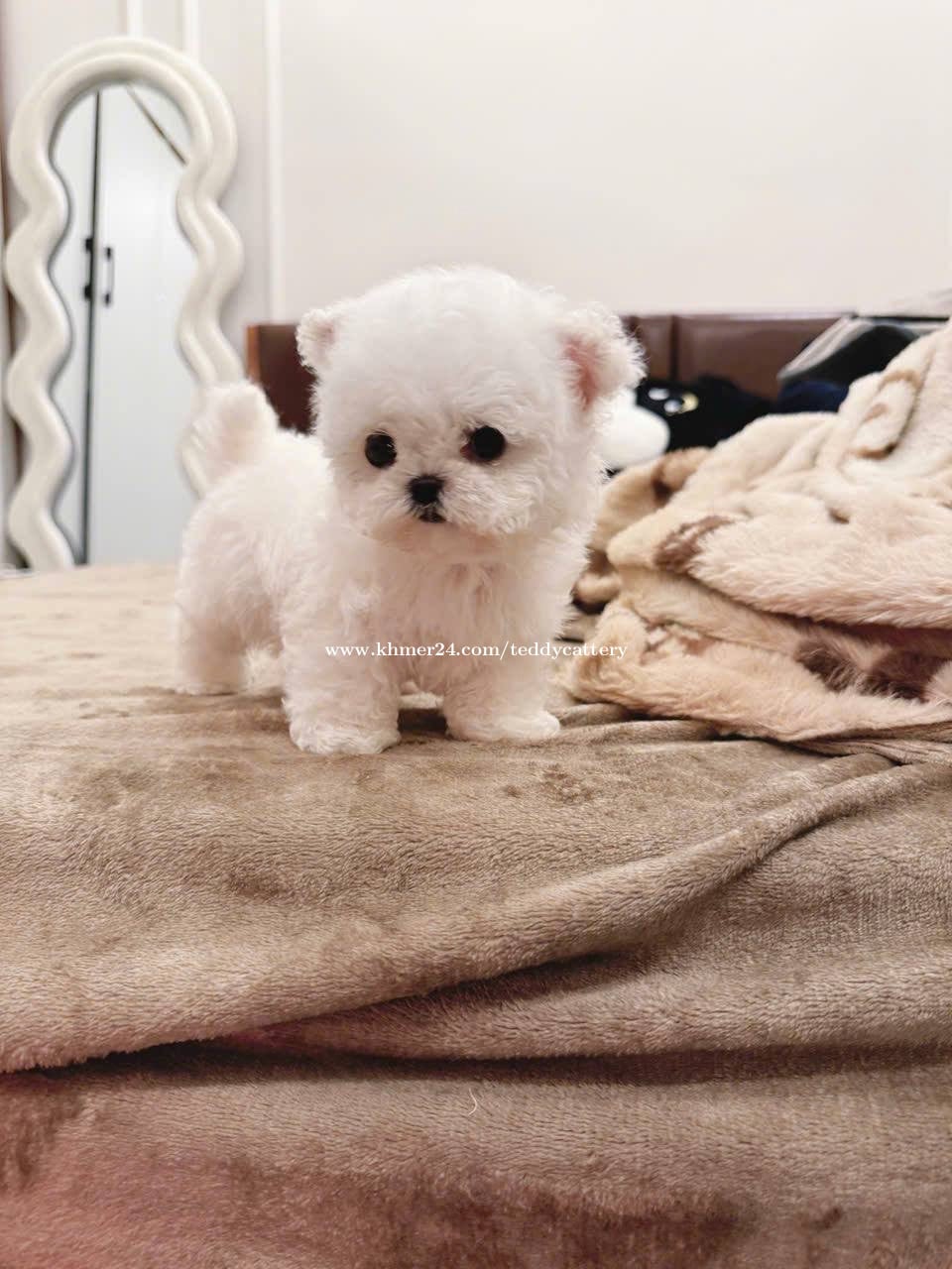 Bichon price $1200.00 in Boeng Tumpun 1, Mean Chey, Phnom Penh ...