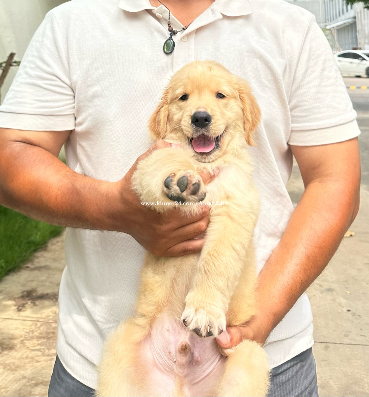 Golden Retriever puppy 2 Months Old Male price $300.00 in Chrang ...