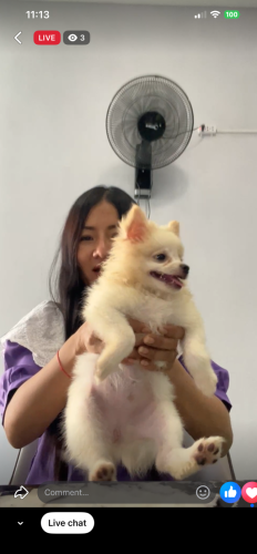 Pom mix price $175.00 in Roka Khpos, S'ang, Kandal, Cambodia - By ...