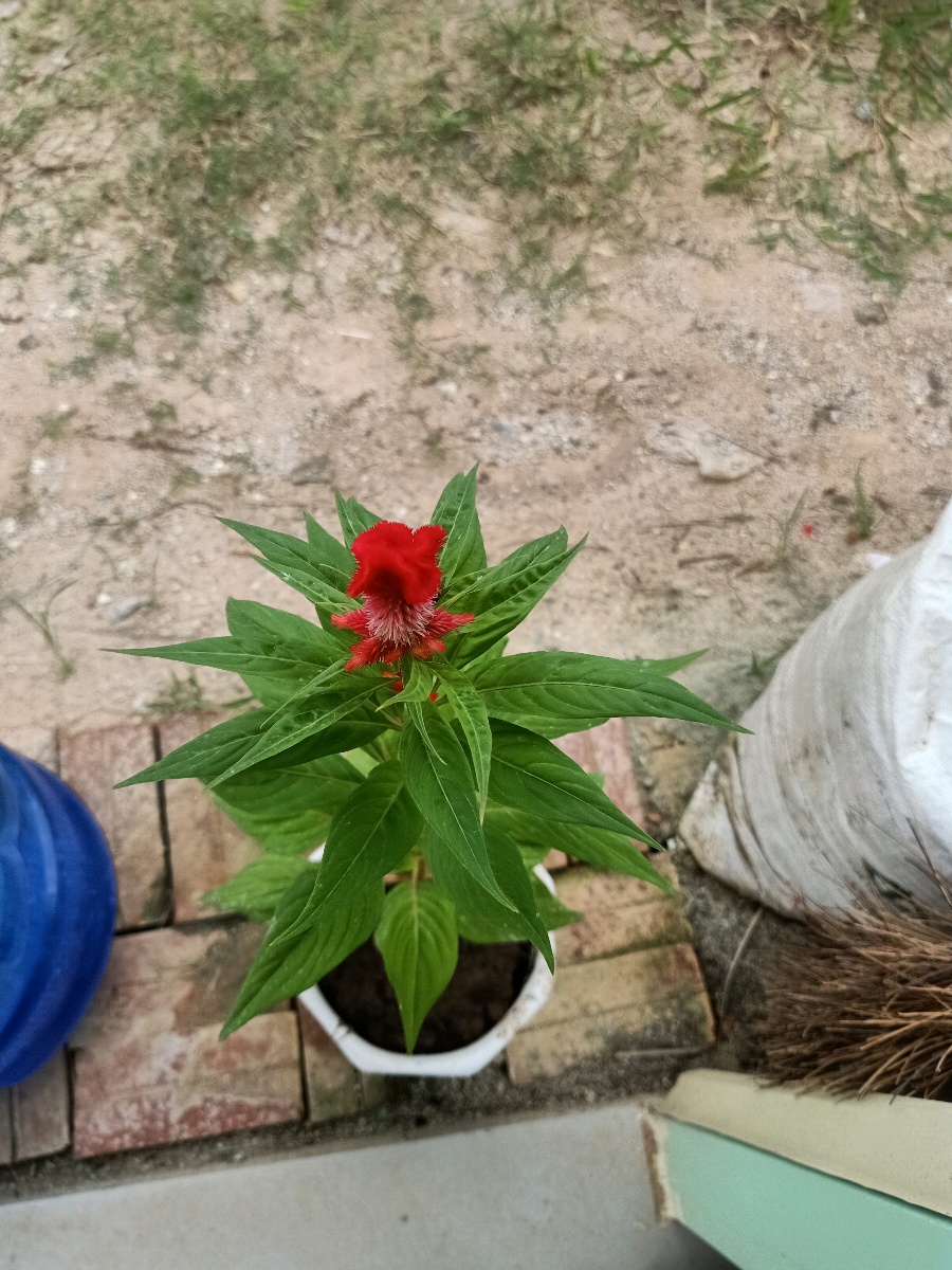 ផ្ទះ គ្រឿងបន្លាស់កាបូប - Khmer24