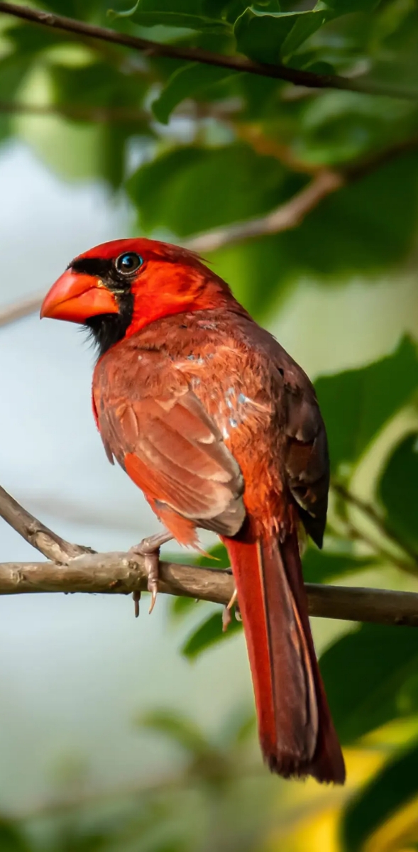 Sun & Moon - Khmer24