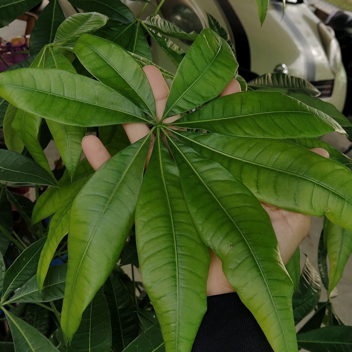 Borith DVL - Khmer24