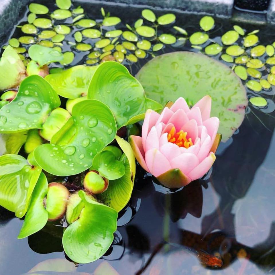 Daneth Sophea - Khmer24