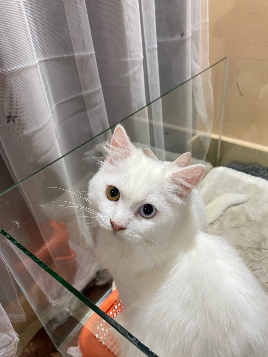 Meow & Cat - Khmer24